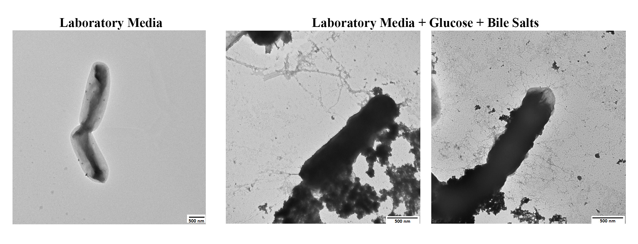 Mass General researchers uncover early adherence step hidden in plain ...