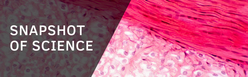 Snapshot of Science November 2019